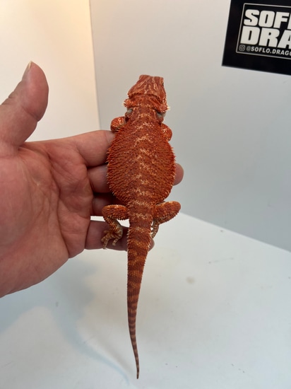 Red Hypo Tiger Central Bearded Dragon by SoFlo Dragons LLC