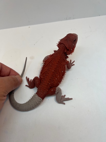 Hypotrans Red Monster Bloodline Central Bearded Dragon by SoFlo Dragons LLC
