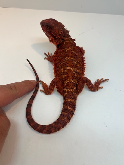Double Het Red Monster Central Bearded Dragon by SoFlo Dragons LLC