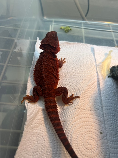 Dark Red Trans Het Hypo 100% Red Monster Bloodline Central Bearded ...