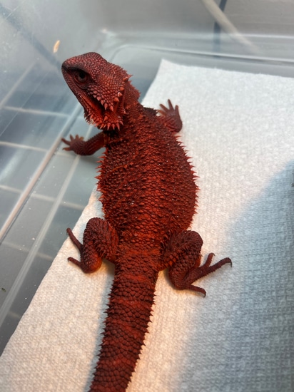 Dark Red Trans Het Hypo 100% Red Monster Bloodline Central Bearded ...