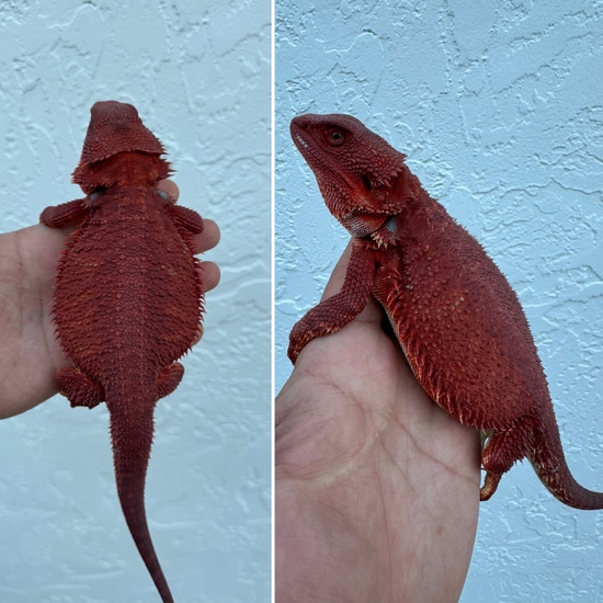 Hypo Het Trans 100% Red Monster Bloodline Central Bearded Dragon by ...