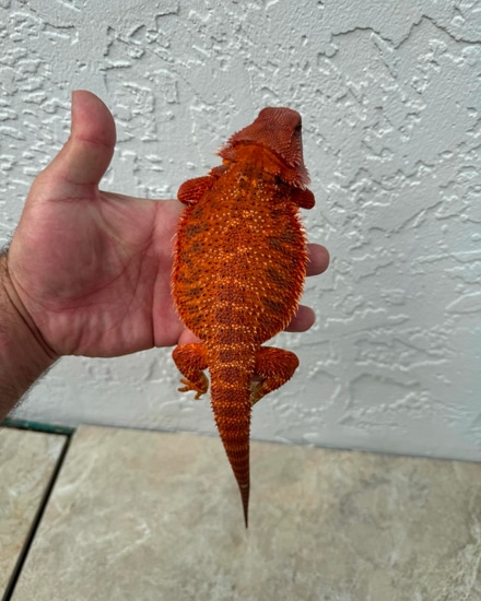 Hypo Het Trans 100% Red Monster Central Bearded Dragon by SoFlo Dragons LLC