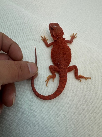 Perfect Saturation Full Spain Red Central Bearded Dragon by SoFlo ...