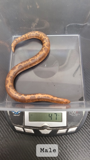 Normal Stripe Het Albino Kenyan Sand Boa by Soflo Sand Boas