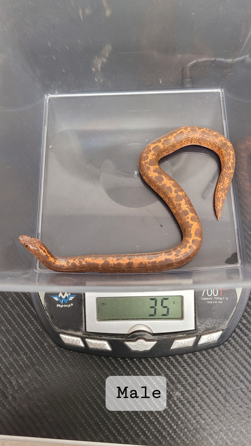 Normal Stripe Het Albino Kenyan Sand Boa by Soflo Sand Boas - MorphMarket
