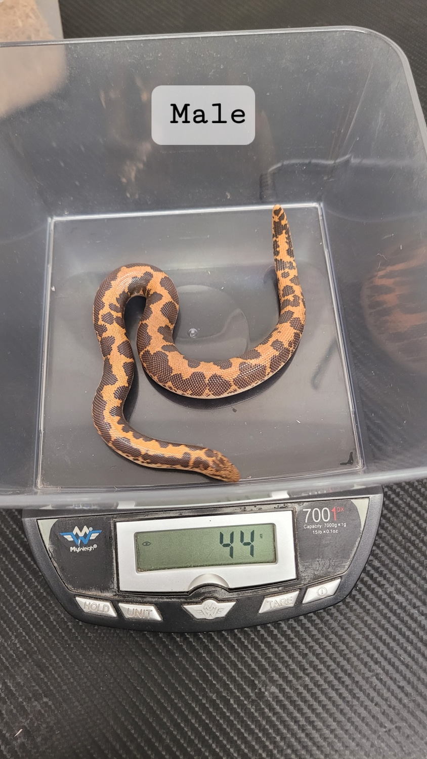 Normal Reduced Pattern Het Albino Kenyan Sand Boa by Soflo Sand Boas ...