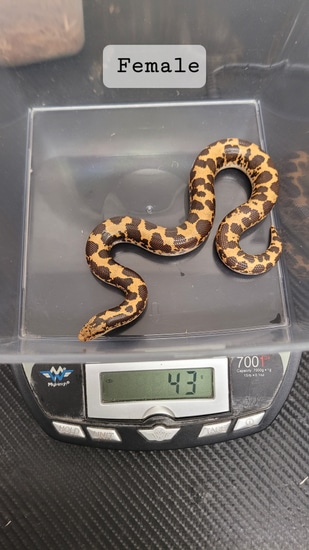 Normal Kenyan Sand Boa by Soflo Sand Boas
