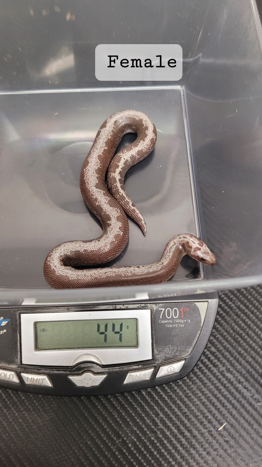 Anery Stripe Kenyan Sand Boa by Soflo Sand Boas - MorphMarket