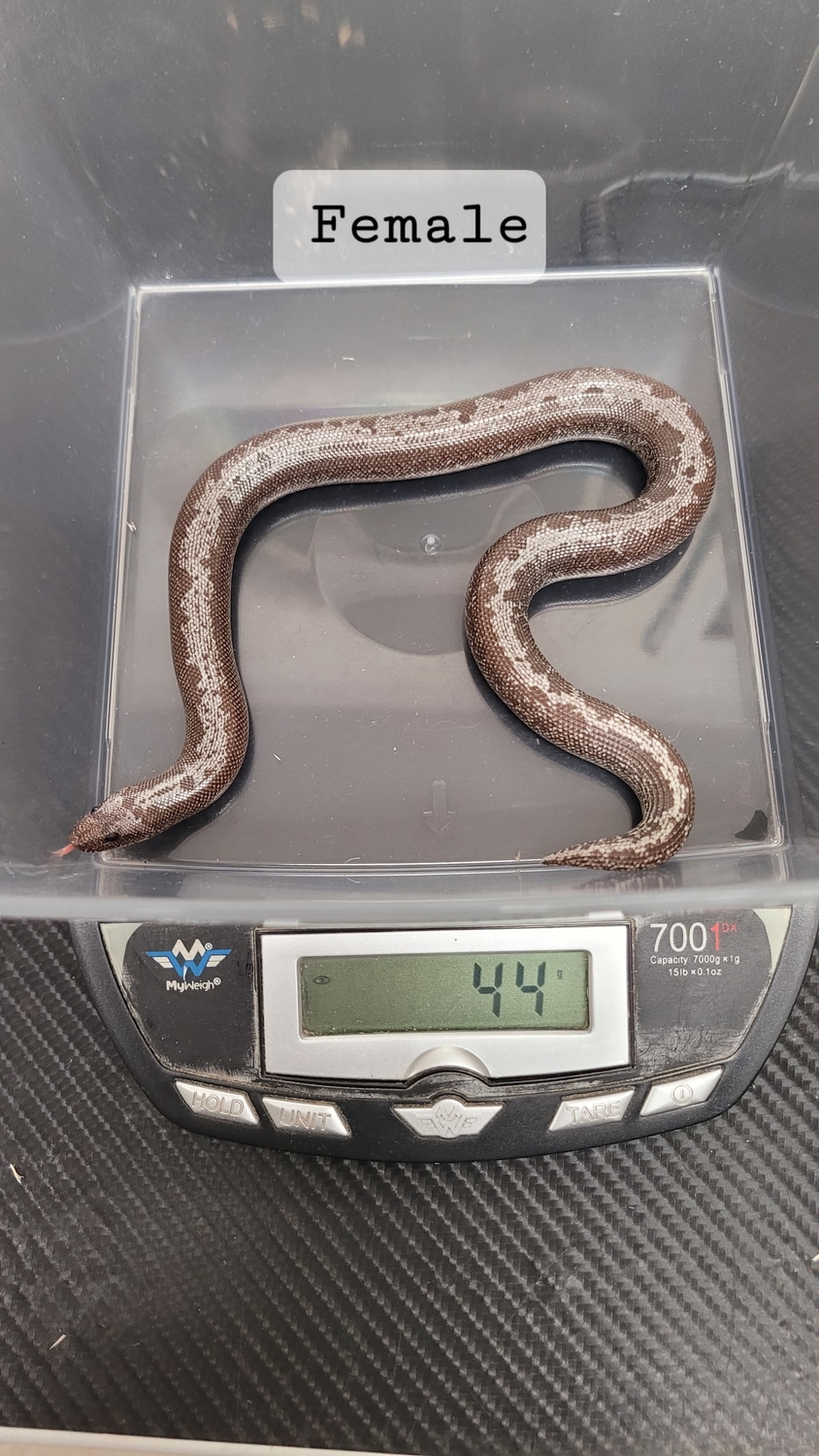 Anery Stripe Kenyan Sand Boa by Soflo Sand Boas - MorphMarket