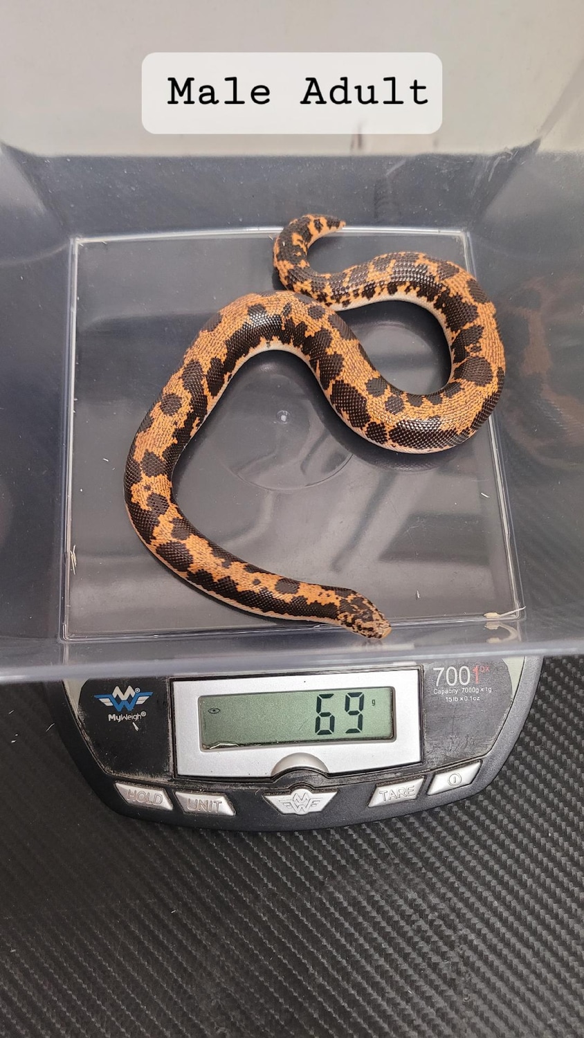 Normal Reduced Pattern Proven Male Adult Kenyan Sand Boa by Soflo Sand ...