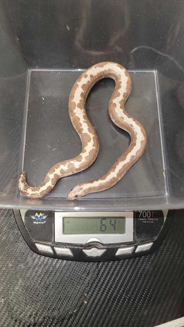 Anery Wide Stripe Kenyan Sand Boa by Soflo Sand Boas - MorphMarket