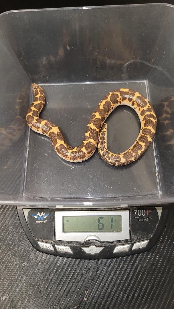 Normal Het Albino Nice Pattern & Color Kenyan Sand Boa by Soflo Sand ...