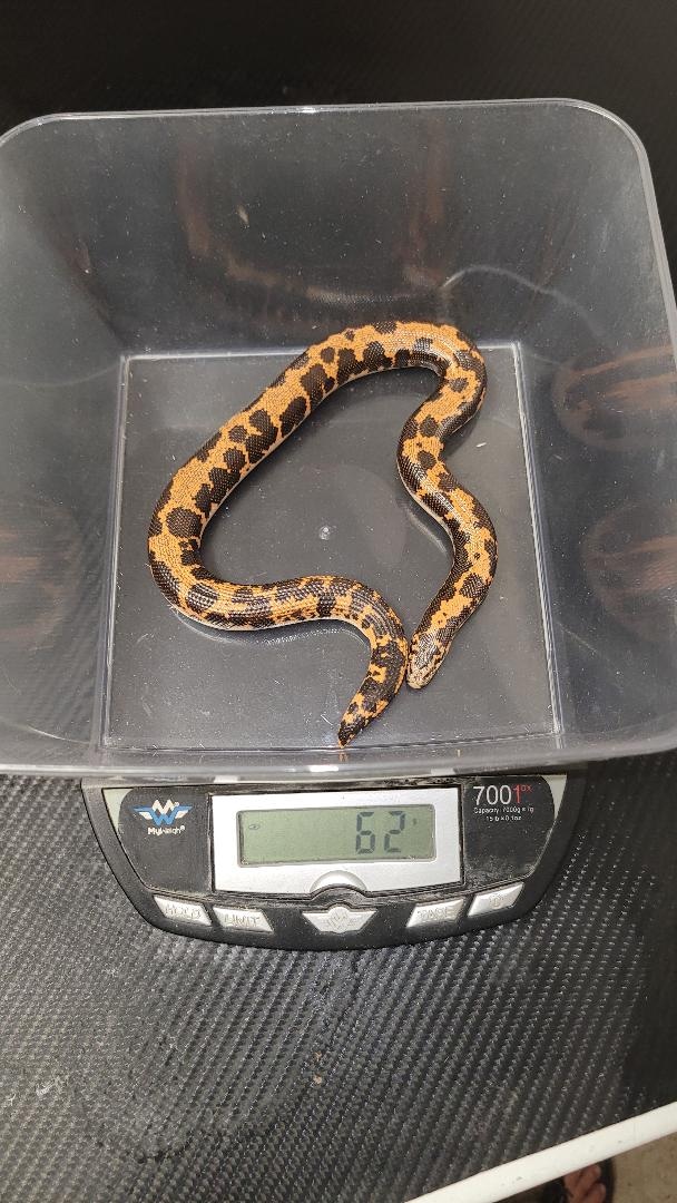 Normal Het Albino Reduced Pattern Kenyan Sand Boa by Soflo Sand Boas ...