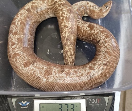 Soflo Sand Boas - MorphMarket