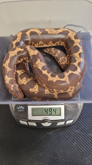 Normal Het Flame / Albino Kenyan Sand Boa by Soflo Sand Boas