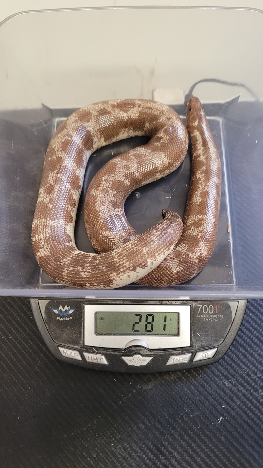 Anery Granite Het Snow Kenyan Sand Boa by Soflo Sand Boas - MorphMarket