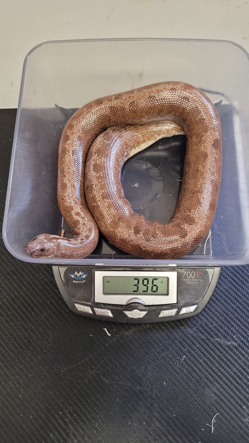 Anery Granite Stripe Het Snow Kenyan Sand Boa by Soflo Sand Boas ...