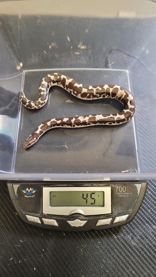 Anery / Snow Calico Kenyan Sand Boa by Soflo Sand Boas