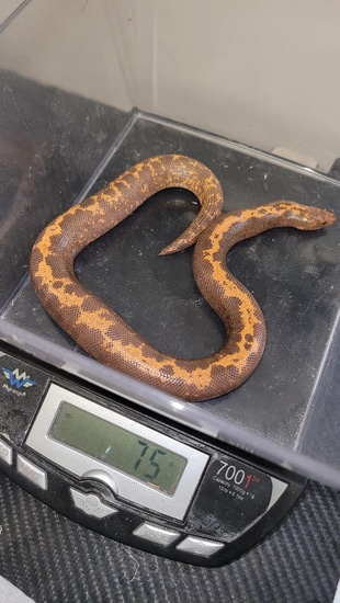 Normal Stripe Het Flame Kenyan Sand Boa by Soflo Sand Boas