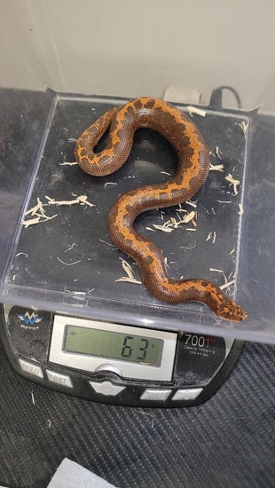 Normal Stripe Het Flame Kenyan Sand Boa by Soflo Sand Boas