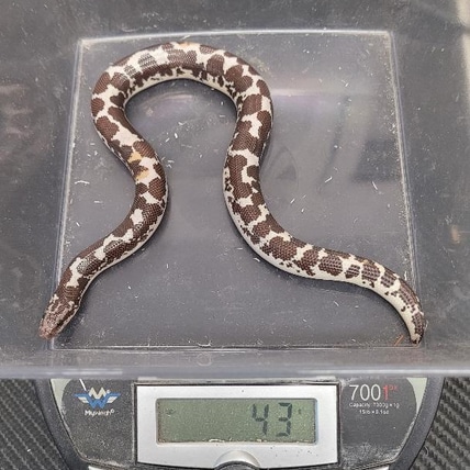 Soflo Sand Boas - MorphMarket