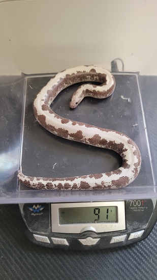 Anery Paint Kenyan Sand Boa by Soflo Sand Boas