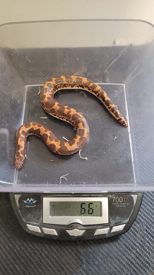NORMAL Kenyan Sand Boa by Soflo Sand Boas