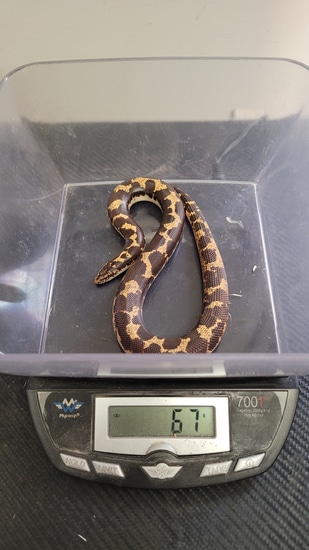 Normal Low Expression Splash Kenyan Sand Boa by Soflo Sand Boas
