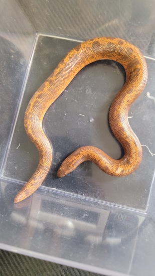Normal Stripe Calico Granite Kenyan Sand Boa by Soflo Sand Boas