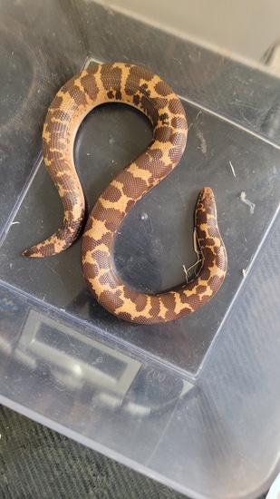 Paradox Normal Kenyan Sand Boa by Soflo Sand Boas
