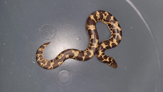 Normal Het Albino Kenyan Sand Boa by Soflo Sand Boas
