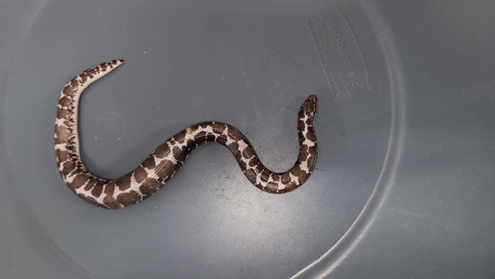 Calico Anery Kenyan Sand Boa by Soflo Sand Boas
