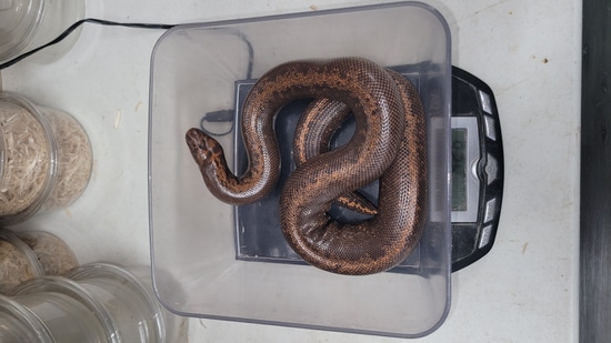 Normal Stripe Kenyan Sand Boa by Soflo Sand Boas