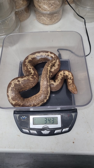 Normal Stripe Het Anery Kenyan Sand Boa by Soflo Sand Boas