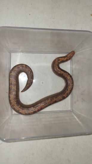 Normal Stripe Kenyan Sand Boa by Soflo Sand Boas