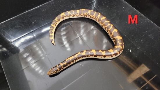 Normal Kenyan Sand Boa by Soflo Sand Boas