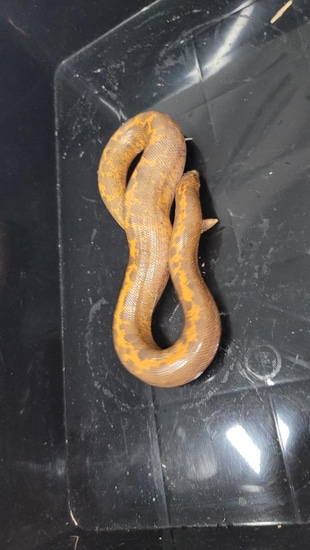 Normal Stripe Het Albino Kenyan Sand Boa by Soflo Sand Boas