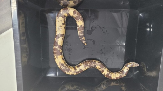 Calico Anery / Snow Exhibition/Display/Breeding Kenyan Sand Boa by ...