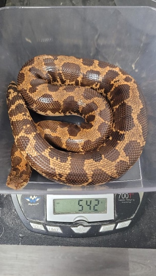 Normal Het Albino (Don't Wait Produce Babies This Season) Kenyan Sand ...
