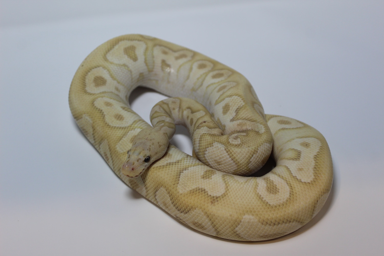 Banana Pastave (Pastel Mojave) Clown Ball Python by Haynes Exotic Reptiles - MorphMarket