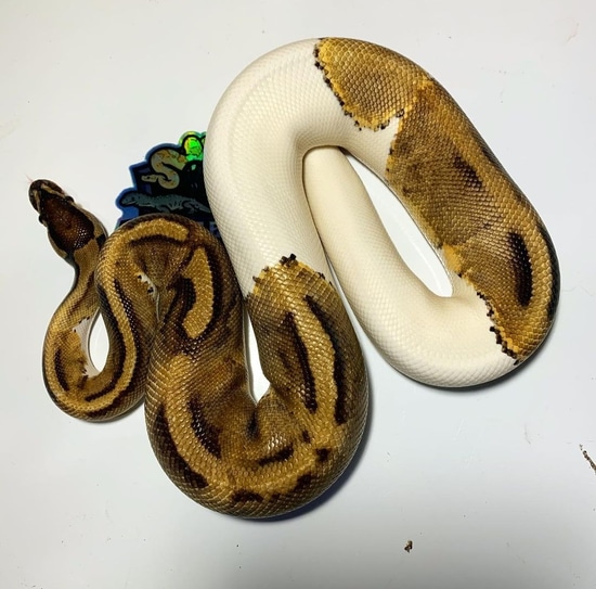 1000g Piebald Female Ball Python by Haynes Exotic Reptiles