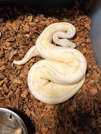 Pastel Puma 1000g Female Ball Python by Haynes Exotic Reptiles