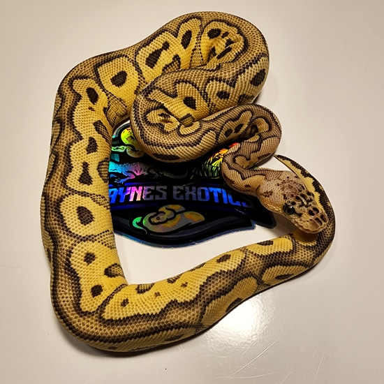 Killer Clown Ball Python by Haynes Exotic Reptiles