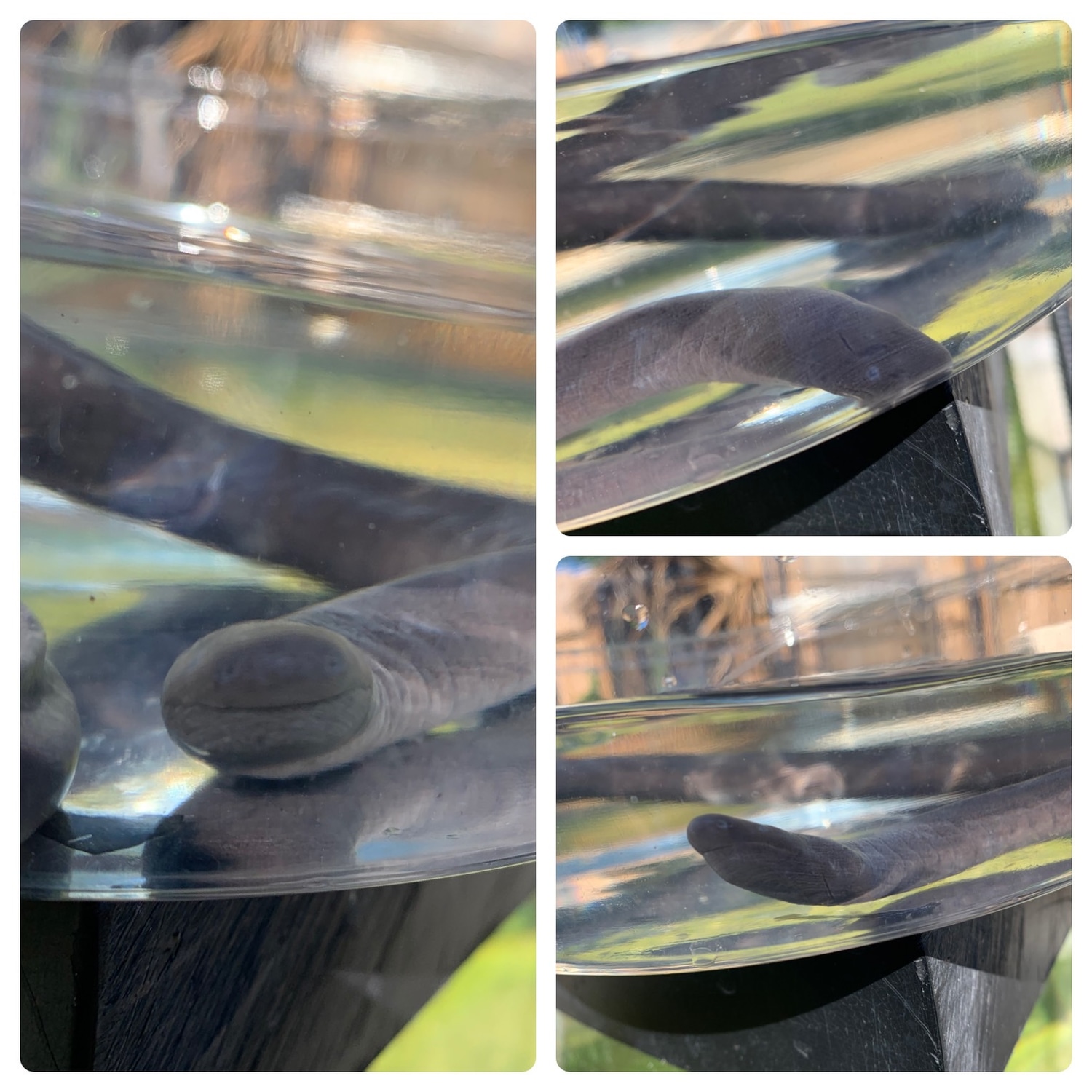 Aquatic Caecilians (Typhlonectes Natans) More Amphibian by Above Ground ...