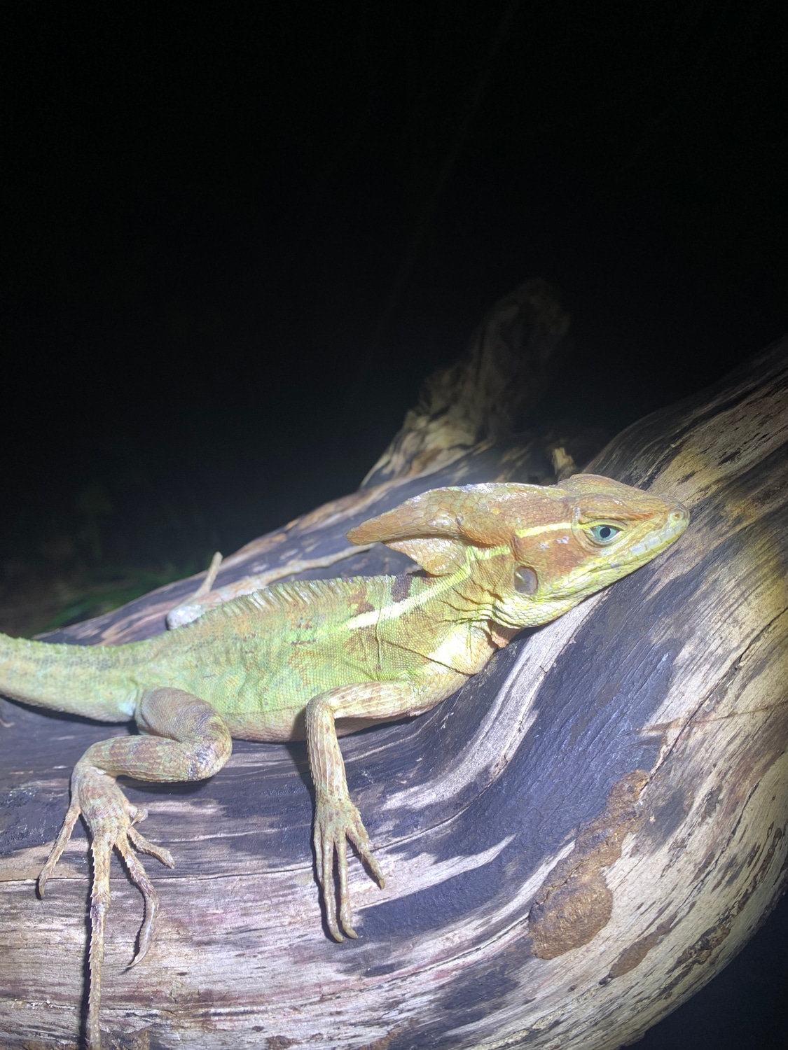 Red Basilisk More Lizard by SoFlo Strain - MorphMarket