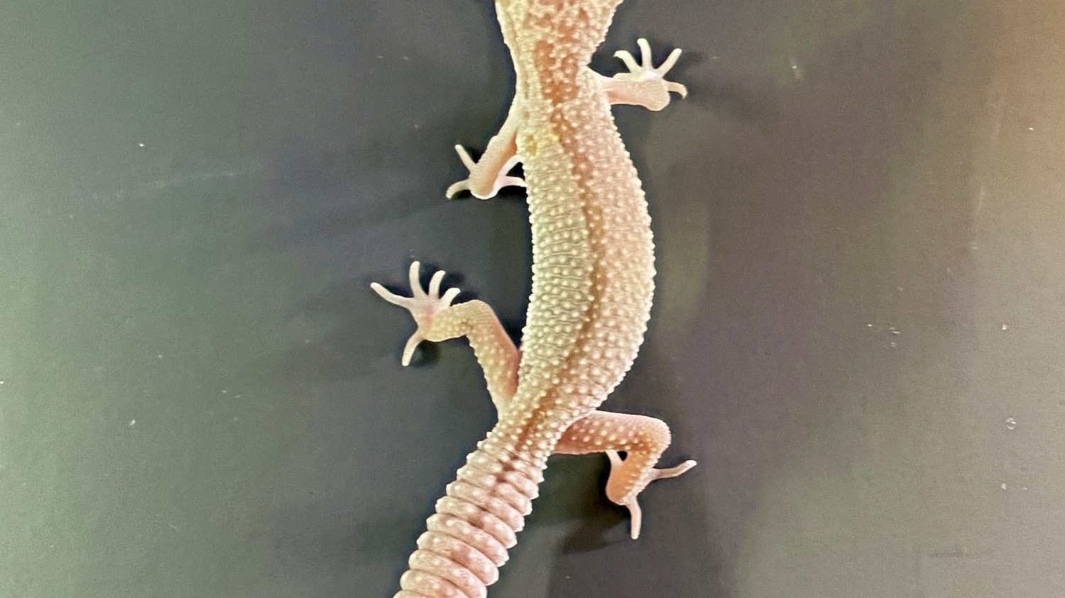 Baby Leucistic Leopard Gecko by Hersh's Lazy Lizards Club - MorphMarket