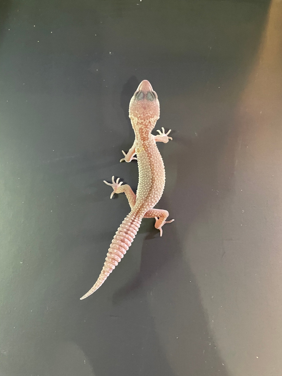 Patternless/Blizzard Leopard Gecko by Hersh's Lazy Lizards Club ...