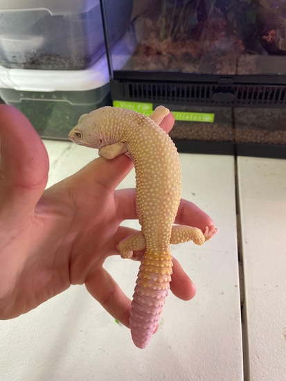 Rainwater Patternless Albino Leopard Gecko by Hersh's Lazy Lizards Club
