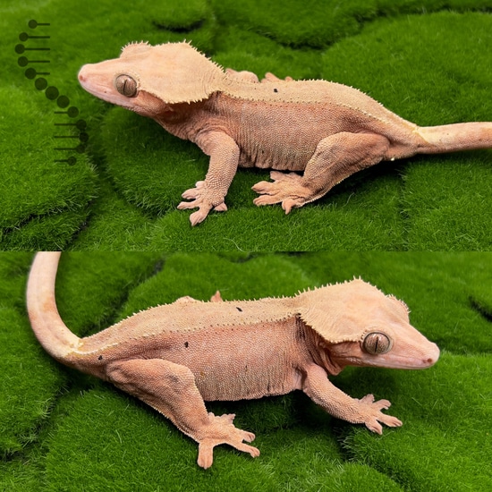 Hypo Red Crested Gecko by Southern Genetics